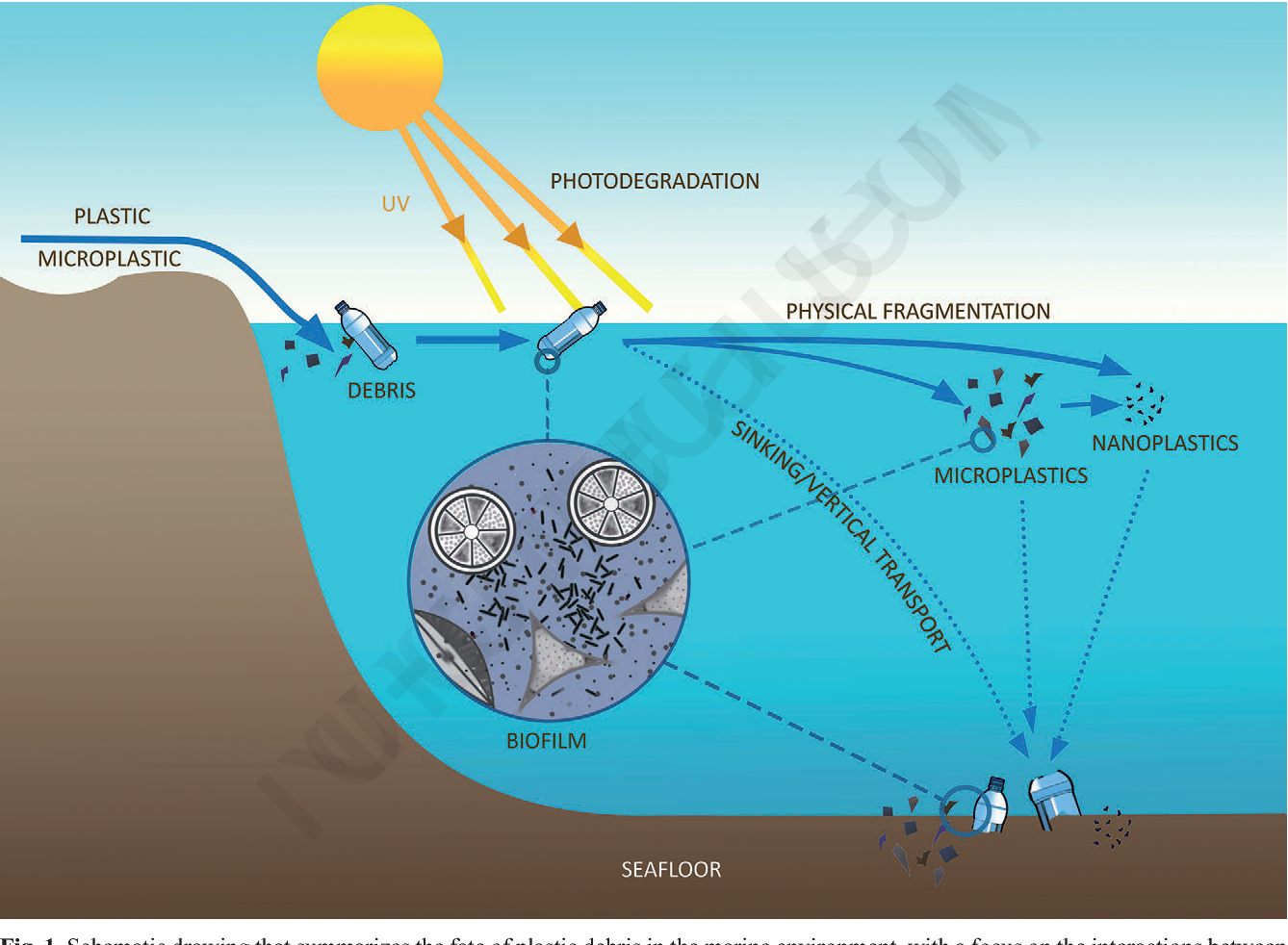 La “platisphère” océanique a développé son propre biotope. – Effervesciences.info